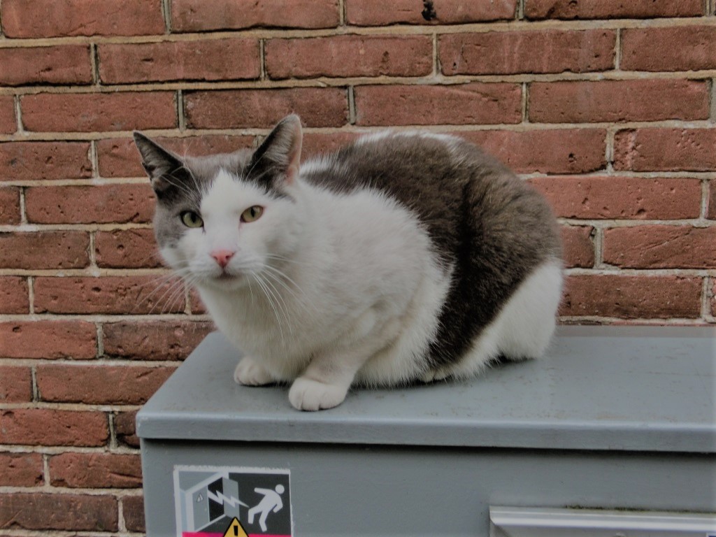 Katten en wandelen – Vera Wandelt