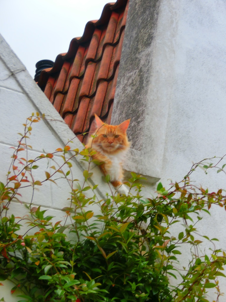 Katten en wandelen – Vera Wandelt