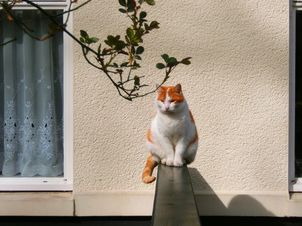 Katten en wandelen – Vera Wandelt