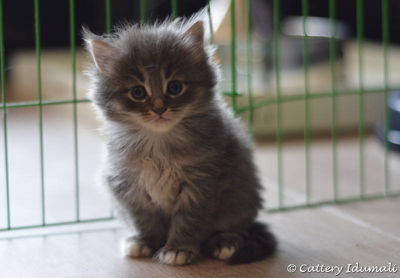 Liesje leerde Lotje lopen langs de Lange Lindelaan – Vera Wandelt