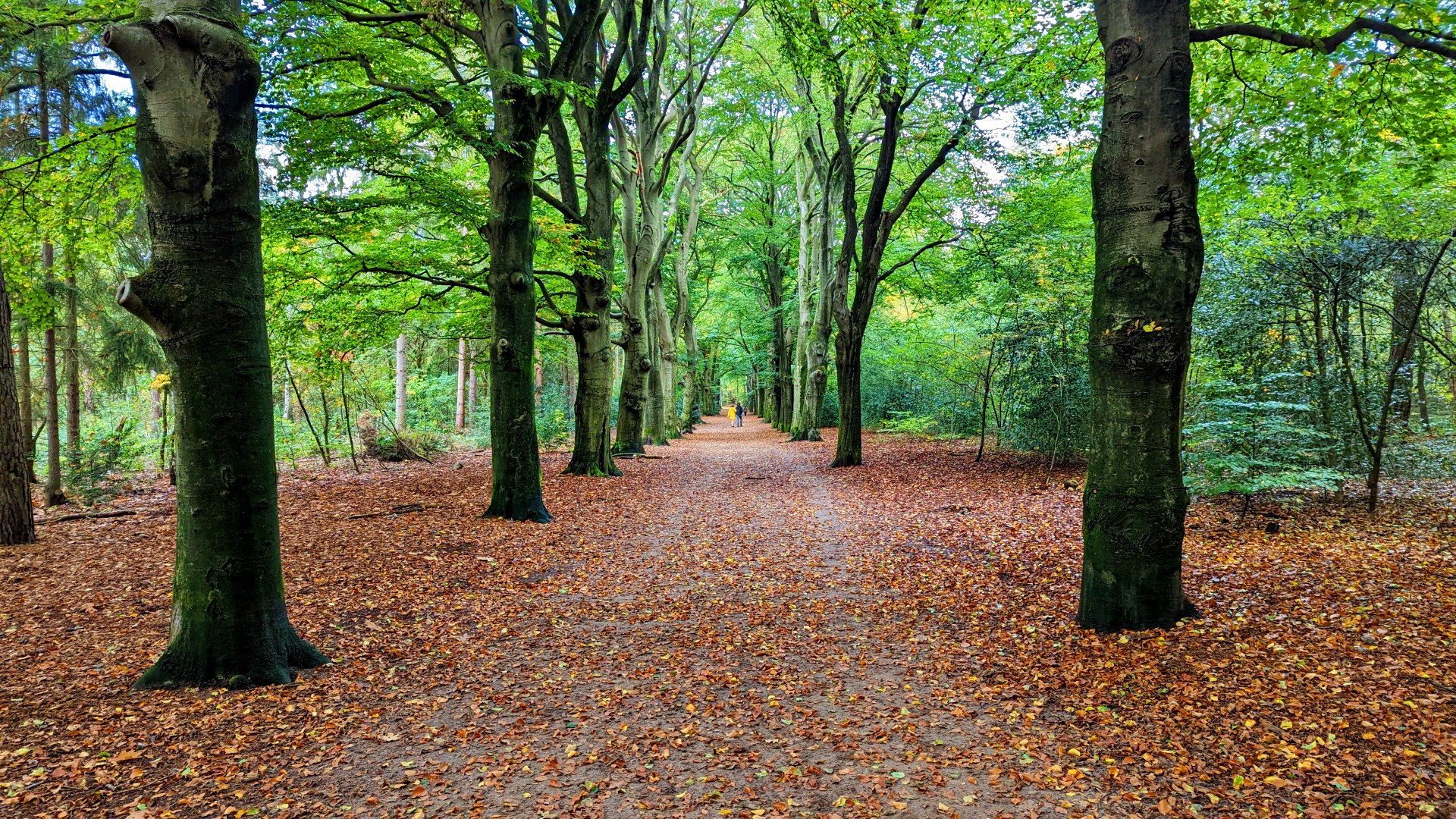 Een Zonnestraal bij Hilversum – Vera Wandelt