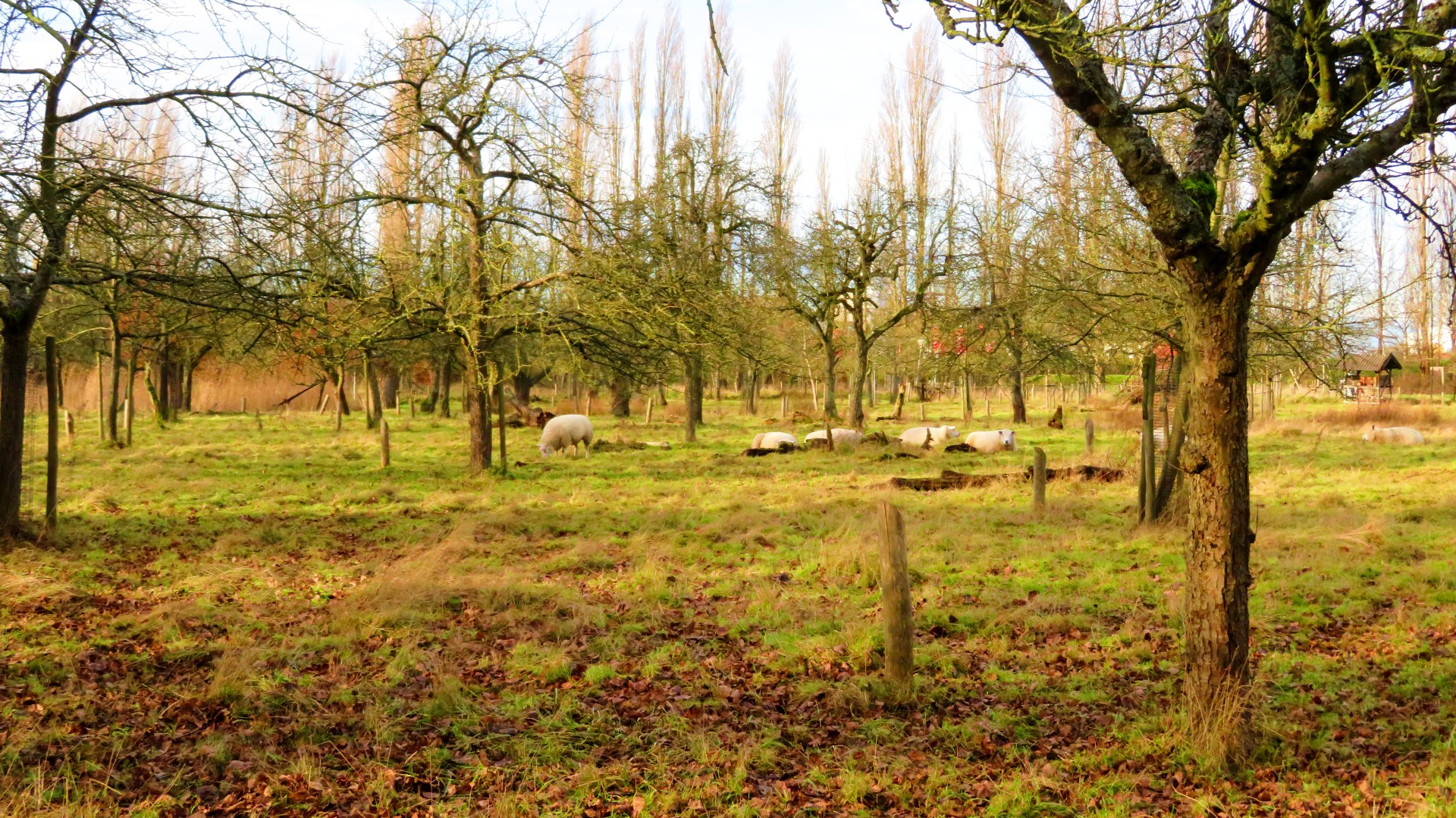 Go Goes, een wandeling door het historische stadje op Zuid-Beveland ...